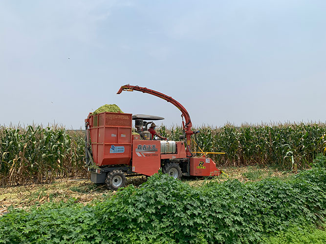 4QZ-2000 Type Green Fodder Harvester Harvests Corn In Dadan County Of ...